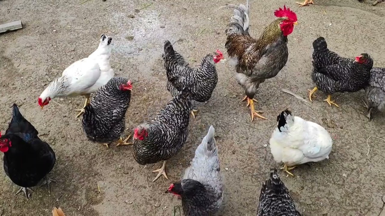 25 Unbelievable Chicken Breeds That Actually Exist Hira moti