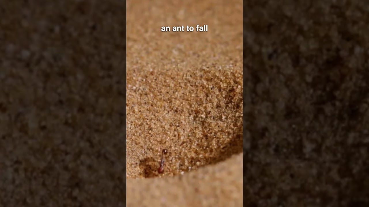 Don't Mess With Doodle Bugs