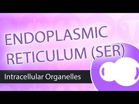 Smooth Endoplasmic Reticulum (SER) — Structure & Function - Expii
