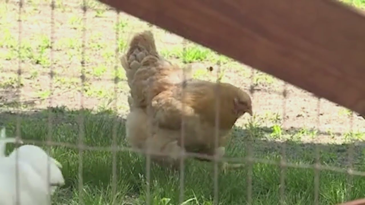 Legal Lens: What to know if you plan to raise chickens in your neighborhood