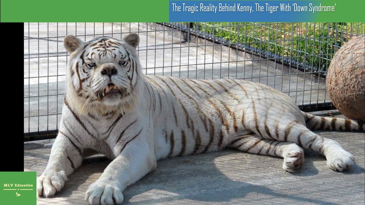 The Tragic Reality Behind Kenny, The Tiger With ‘Down Syndrome’
