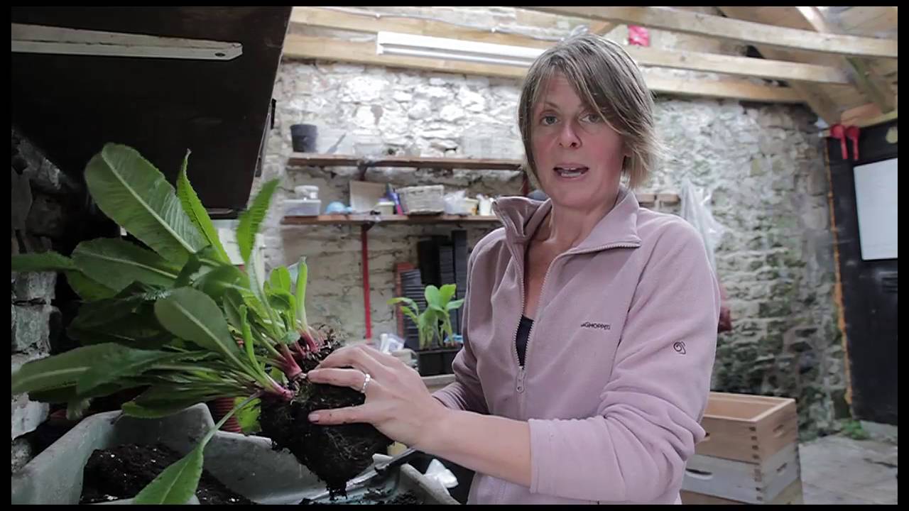 Dividing Primula denticulata