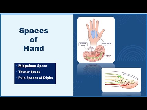 MIDPALMAR,THENAR & PULP SPACES OF HAND – Anatomy QA