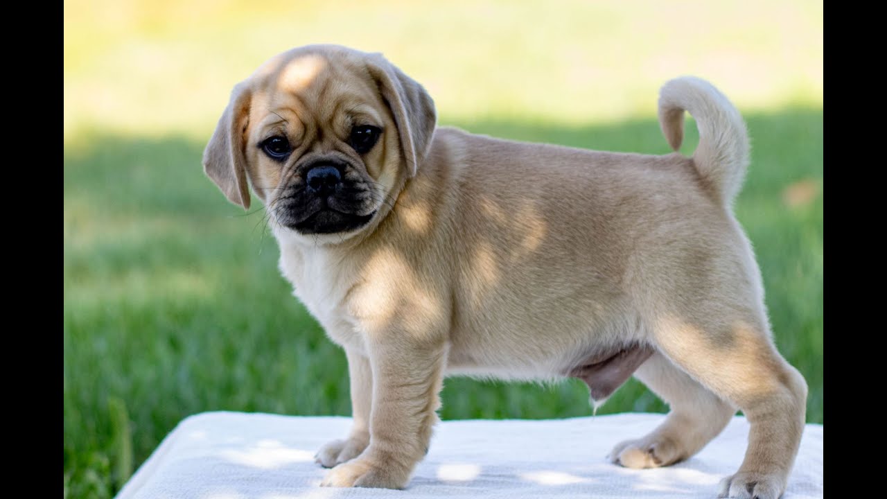 Puggle Puppies for Sale