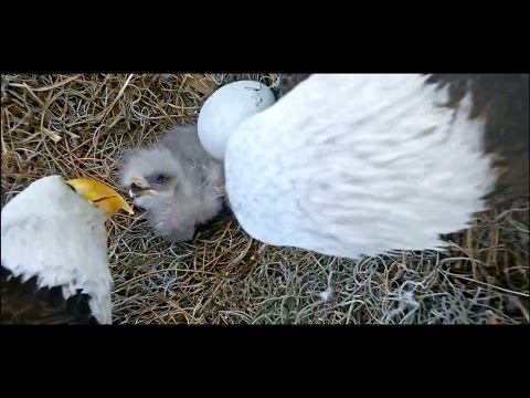 SWFLEagles~Feeding Hatchling 101, M Helps With Tuck In ~ 1-26-16