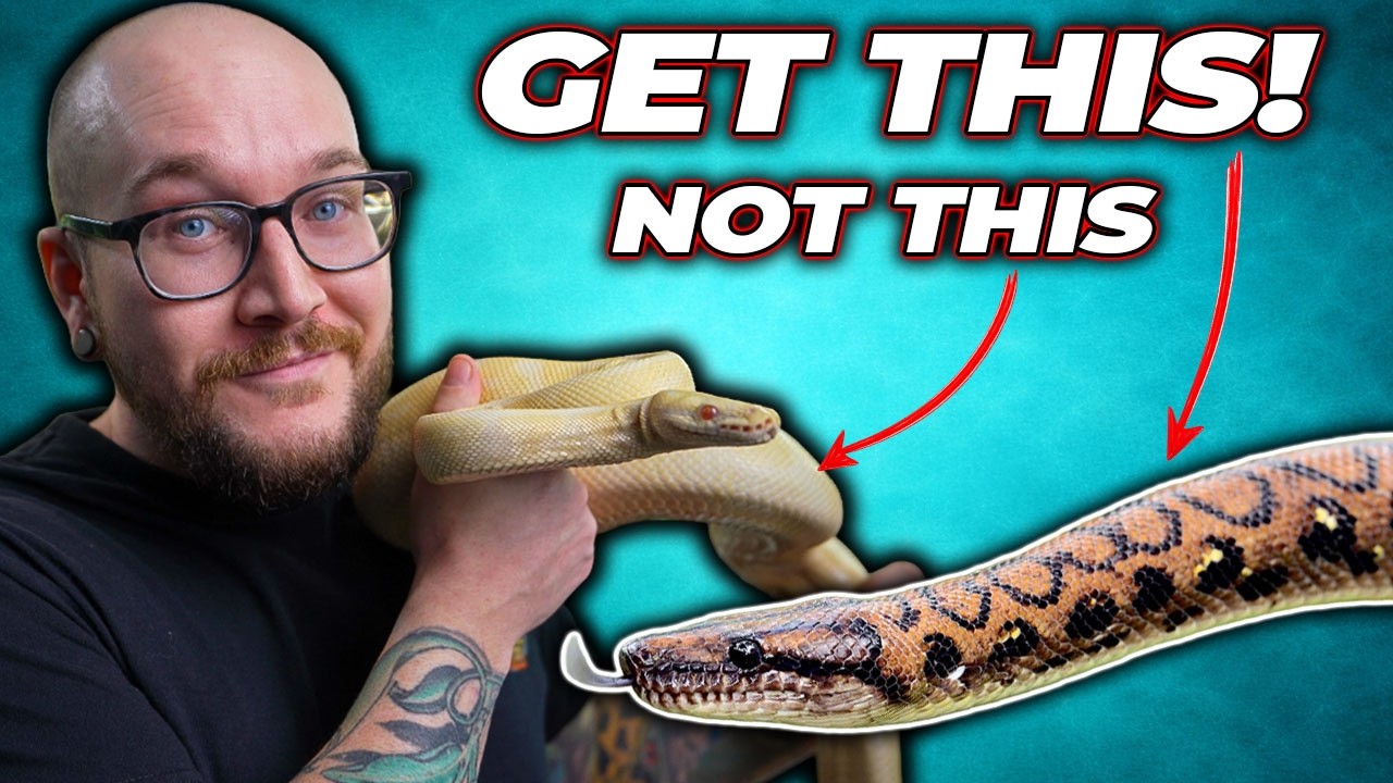 Bored of Ball Pythons? Get One of These 5 Snakes Instead!