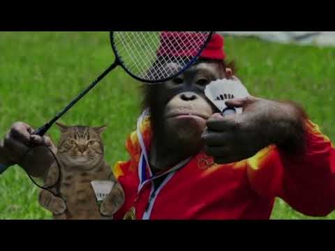 Physics in Badminton