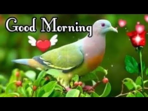 Good Morning status, 🌹Good Morning shayari, 🌹Good Morning video ,🌹 Good Morning