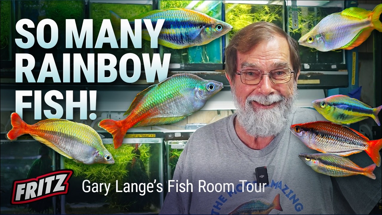 The Best Rainbowfish Room Ever!