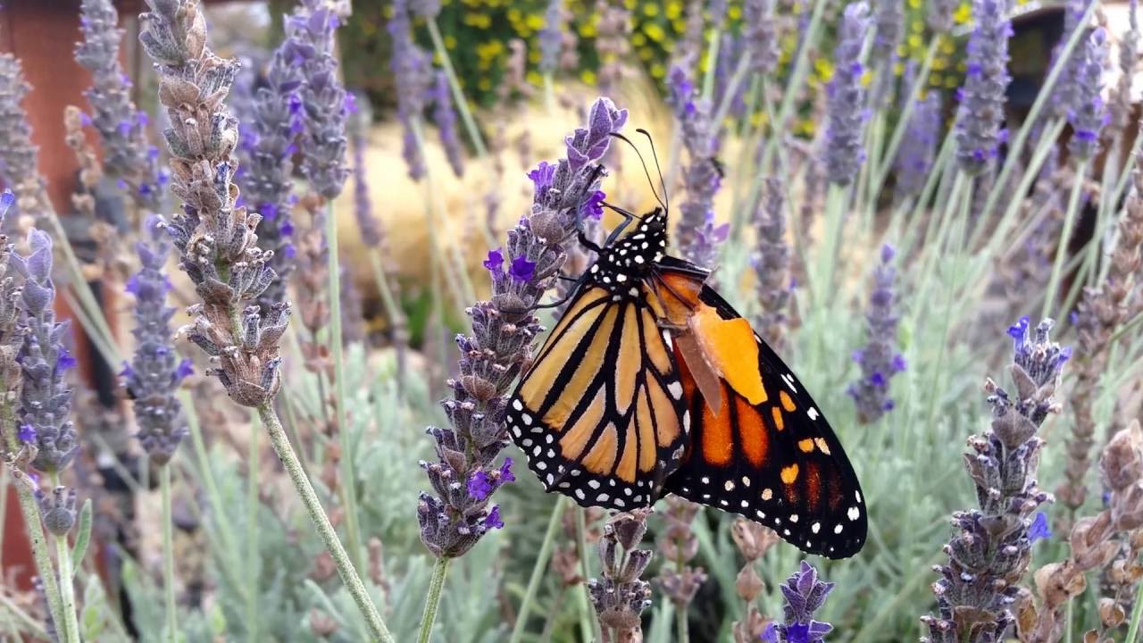 Performing prosthetic surgery on a monarch butterfly. Meet Icarus.
