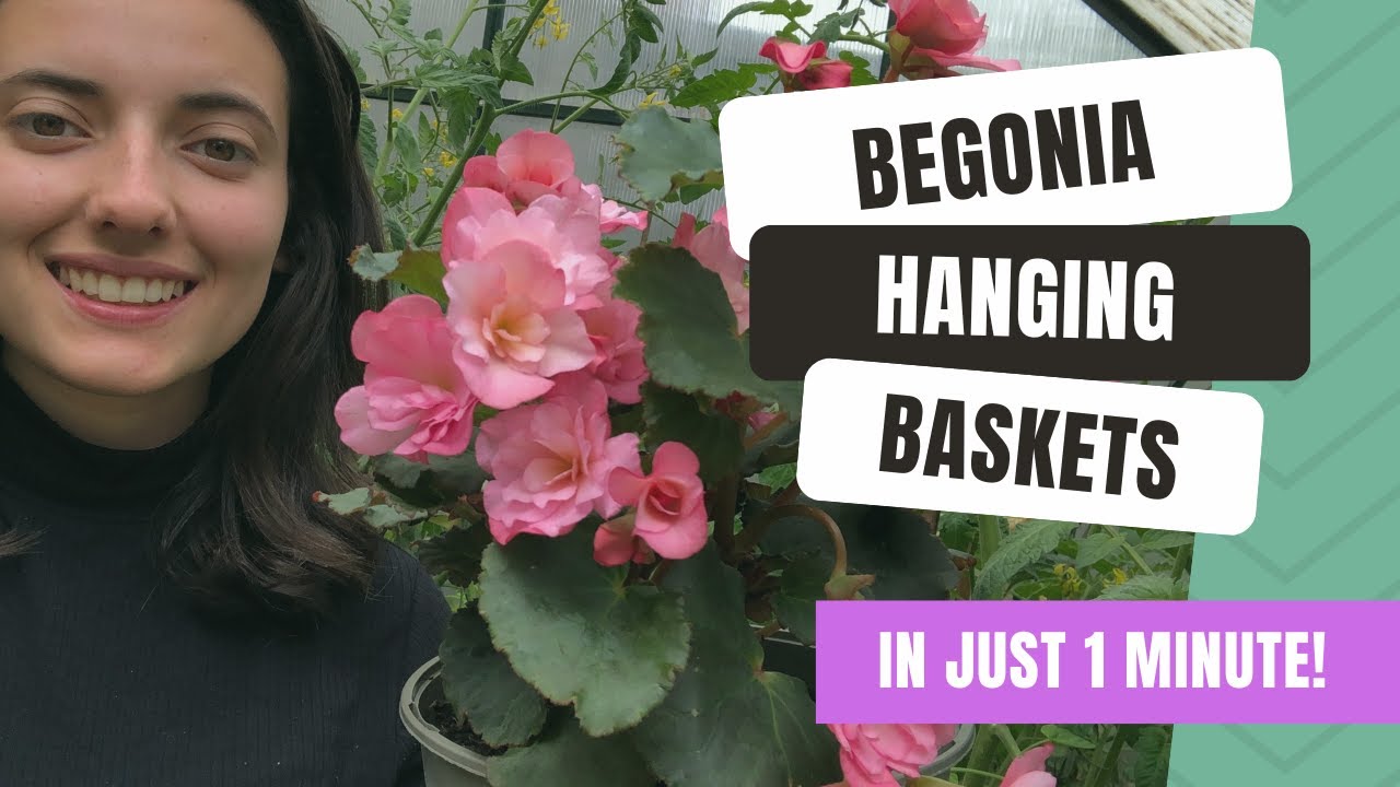 Growing Begonia In Hanging Baskets