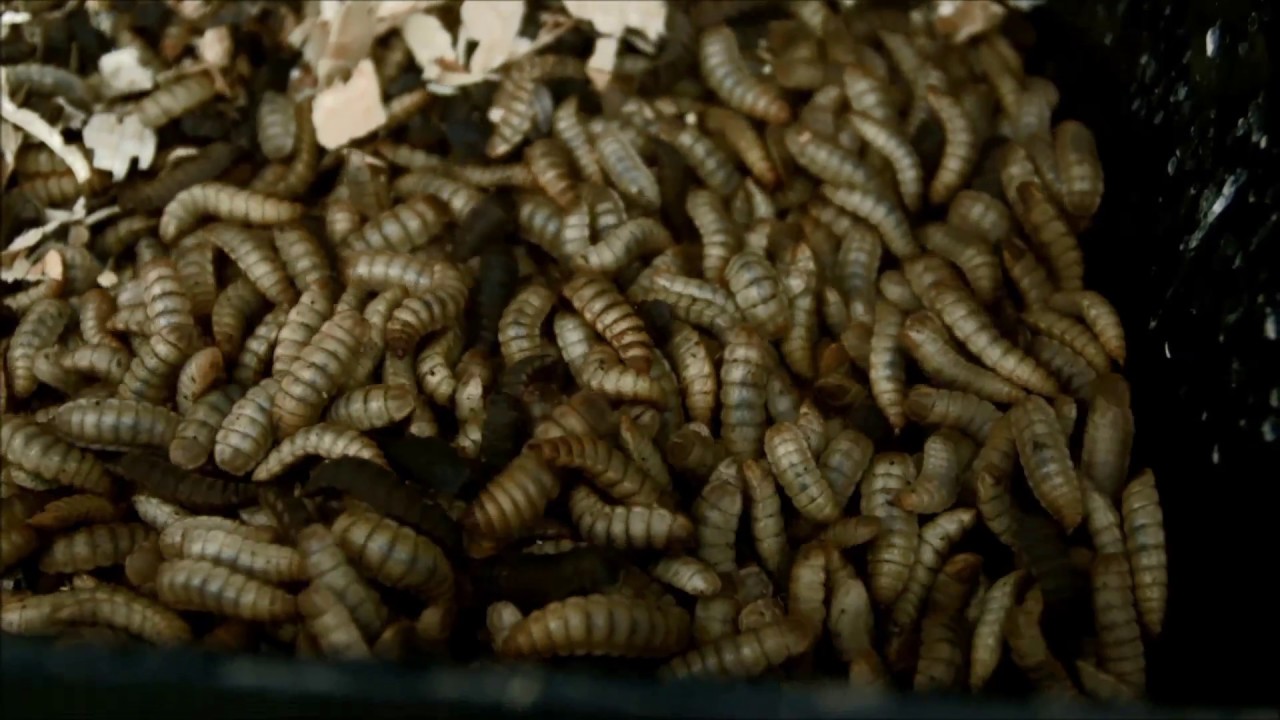 Bug Bites Tropical Micro Granules, 1.6 oz / 45 g - Fluval USA