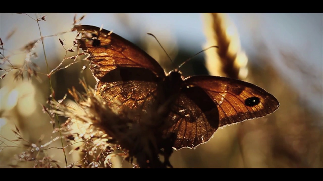 Cornwall Butterfly Conservation Video by Nina Constable