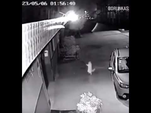 Cat dancing on video camera meme