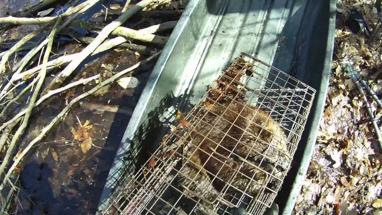 Beaver Cage Trapping, Jim Comstock method