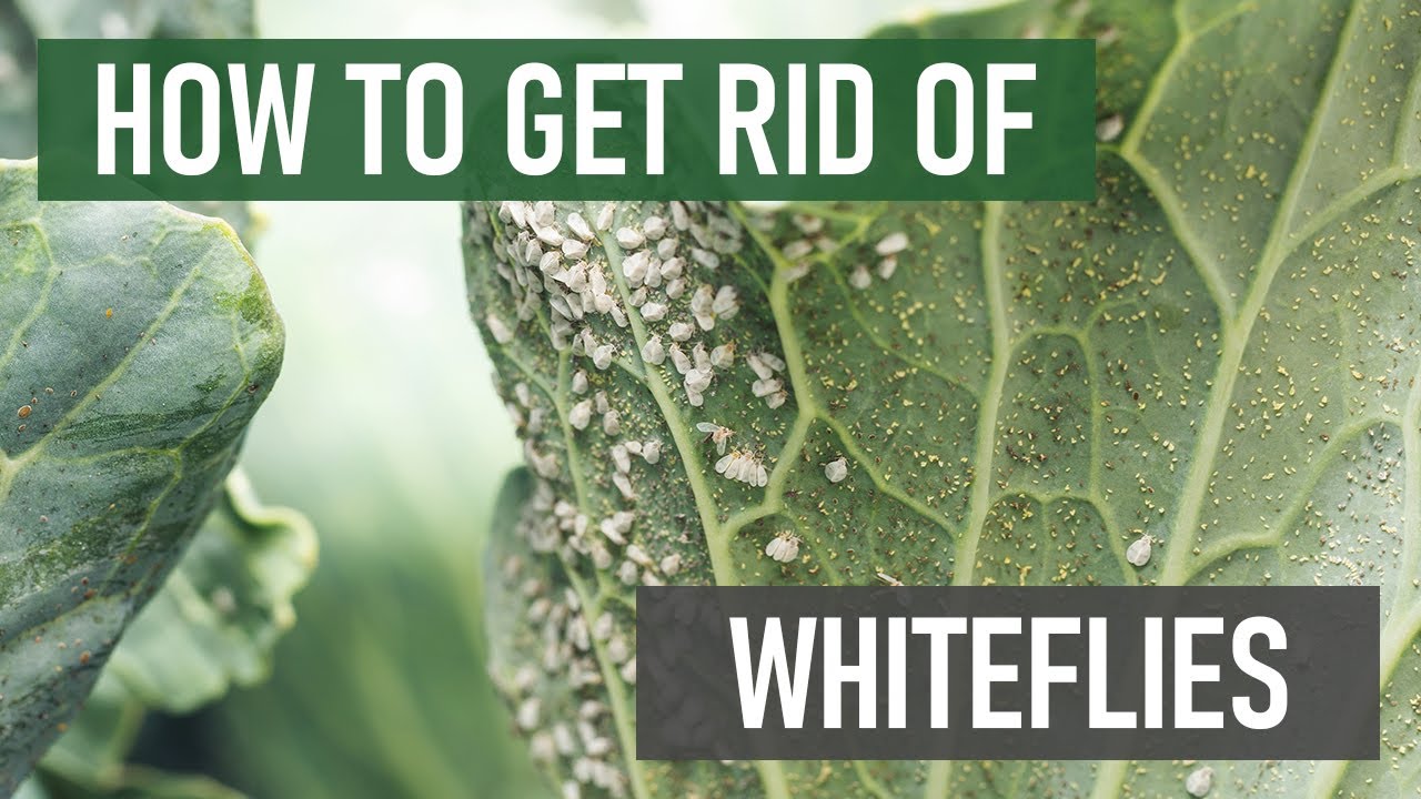 Whitefly Control: How to Get Rid of Whiteflies