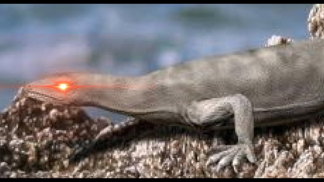 THADEOSAURUS IS REAL DOT EXE