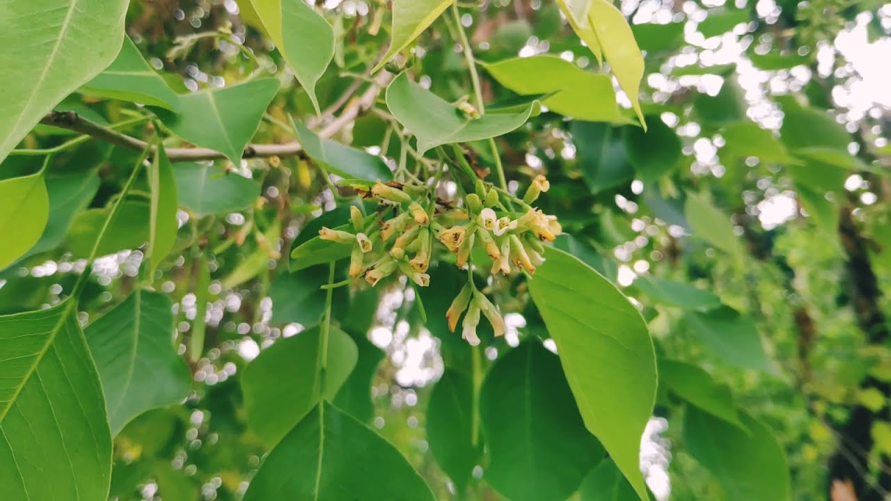 Shisam flowers - Dalbergia sissoo