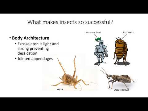 Introduction to Entomology