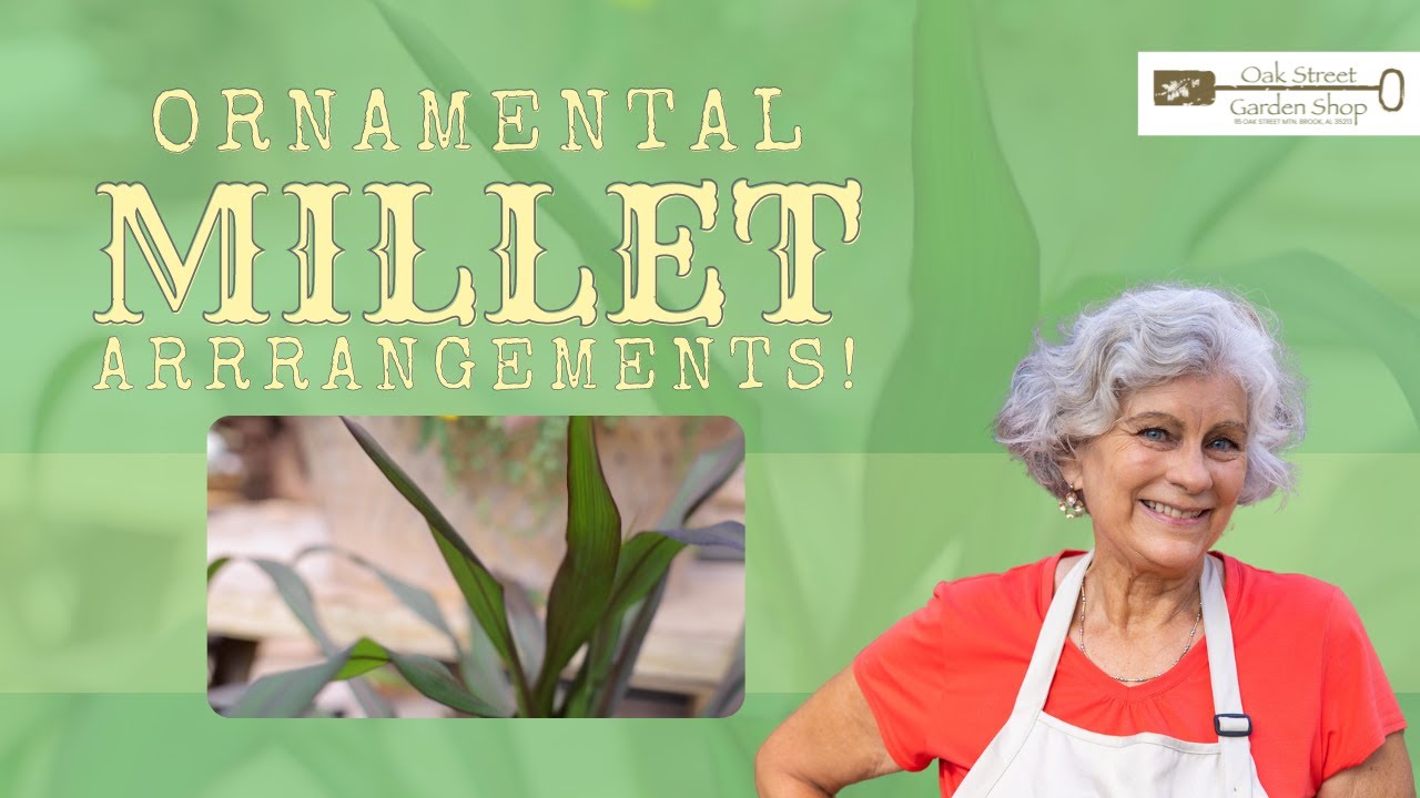 Meet Ornamental Millet!