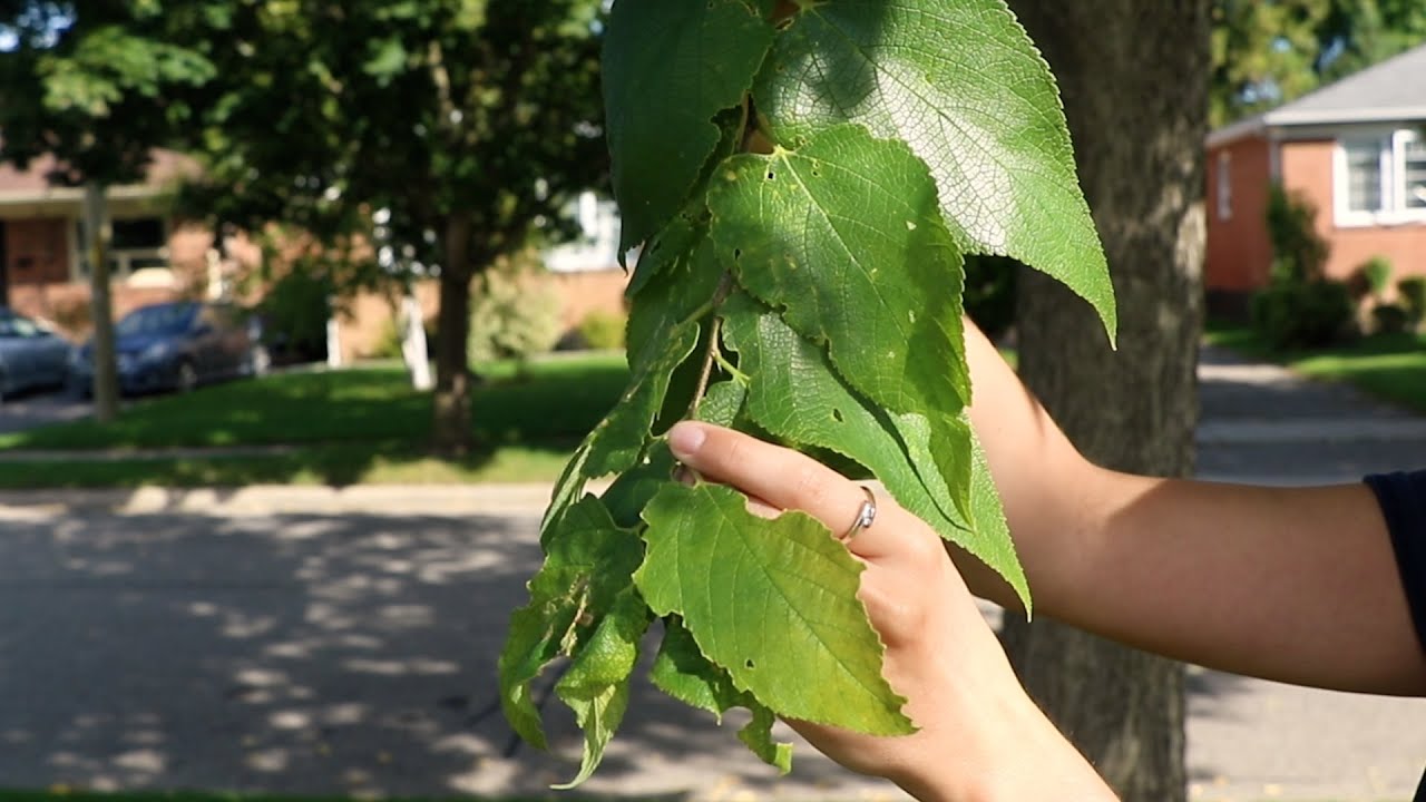 Top Native Trees for Urban Yards: Hackberry