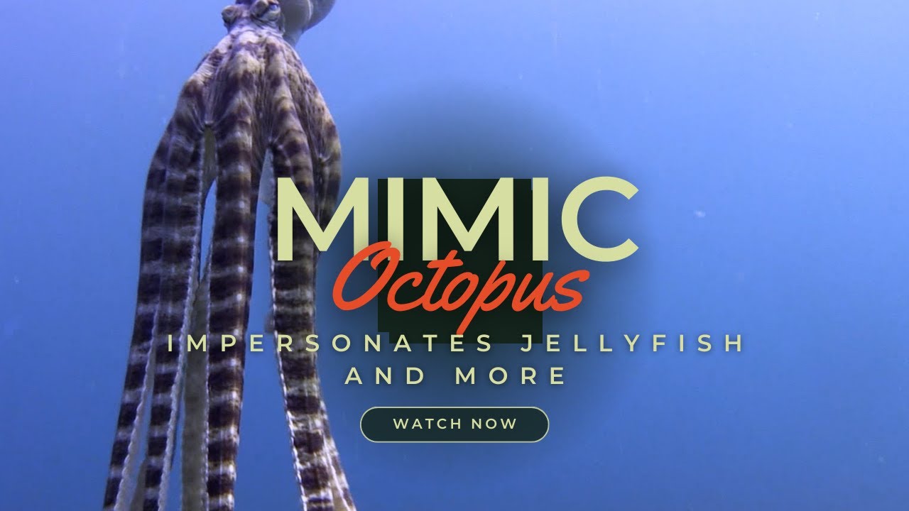 The Mimic Octopus - impersonates jellyfish, flatfish and snake and mystery shapes.