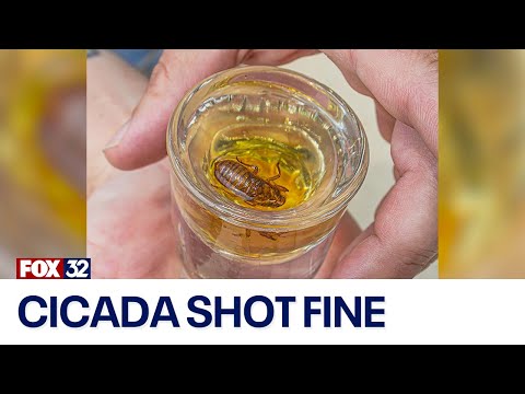 Lombard brewery faces fine after serving cicada-infused Malort shots