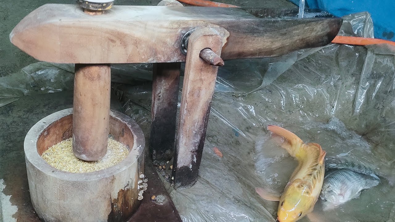 water powered pounder corn mill live