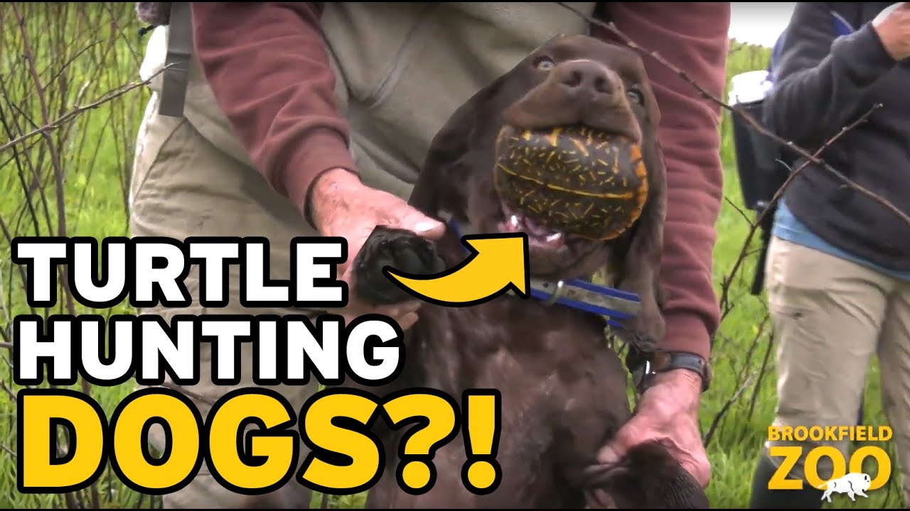 Ornate Box Turtle Field Research