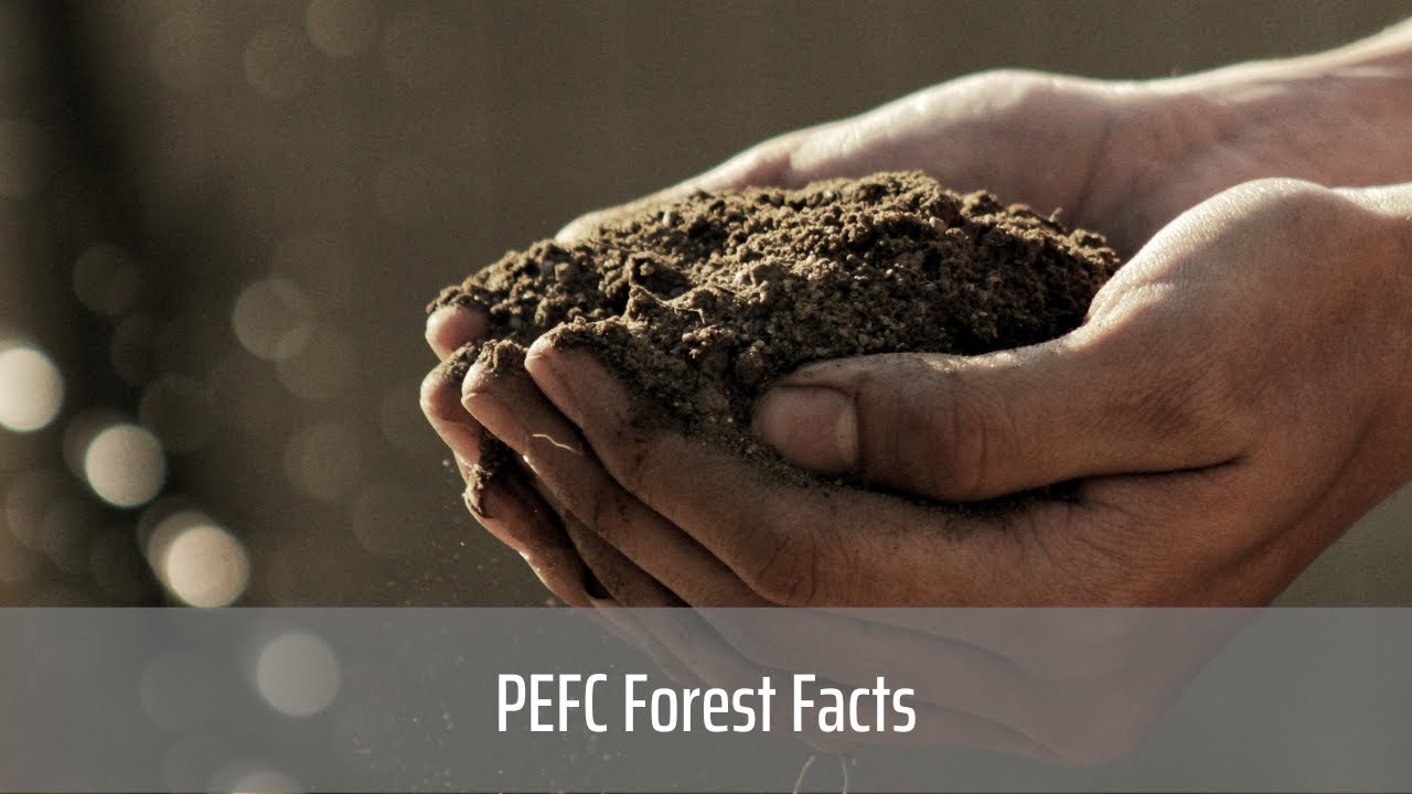 The hidden powers of forest soil