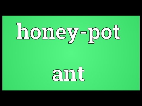 Honey-pot ant Meaning