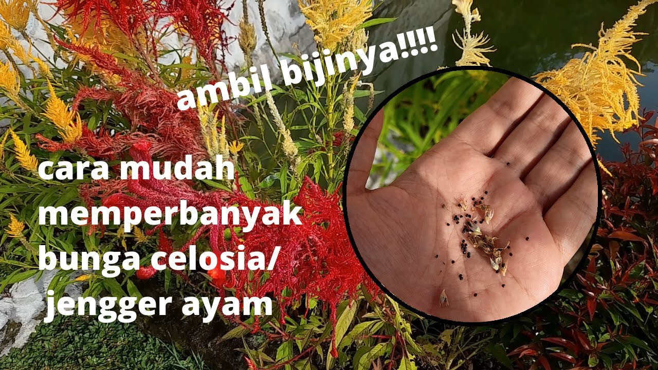 CARA MUDAH UNTUK MENGAMBIL BIJI DAN MEMPERBANYAK BUNGA 'CELOSIA' (BUNGA JENGGER AYAM)!!!!!