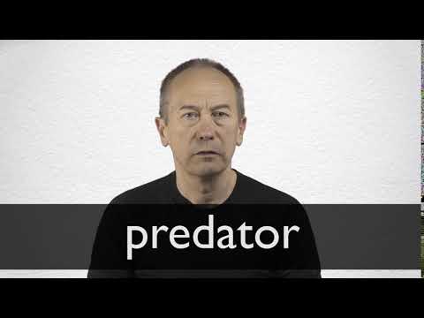 PREDATOR definition in American English | Collins English Dictionary