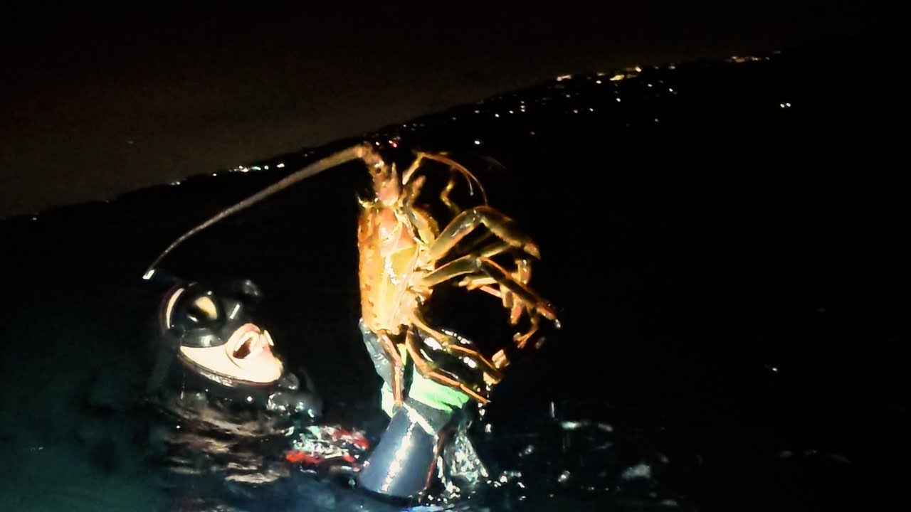 When Seals Join Your Lobster Hunt
