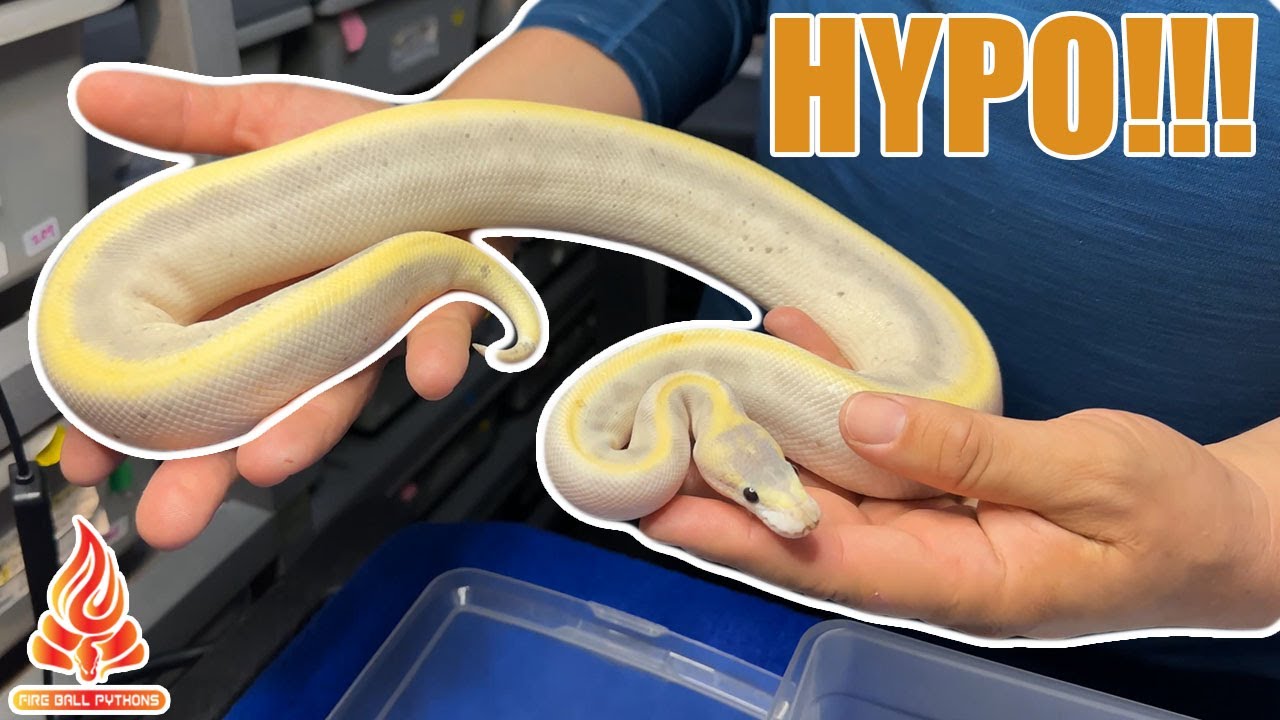 Hypo Holdbacks pt.2 #ballpython  #snakes #eggcutting
