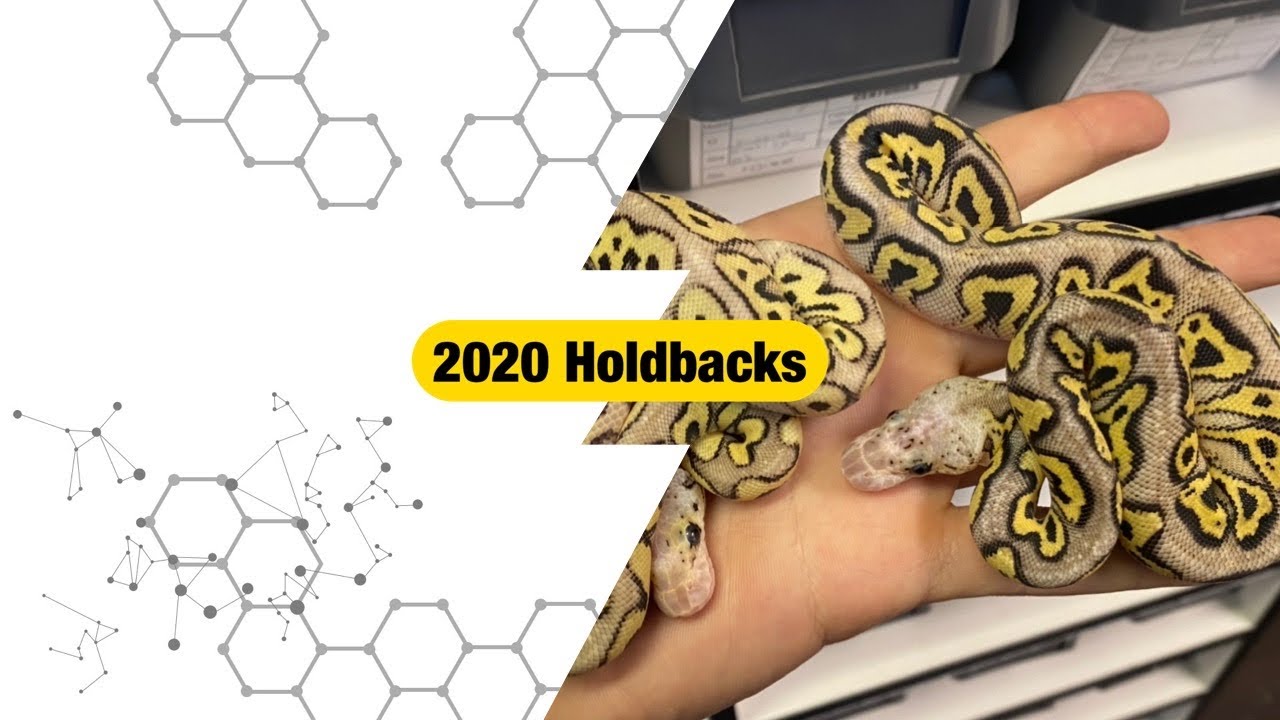 2020 Ball Python Holdbacks Part 1