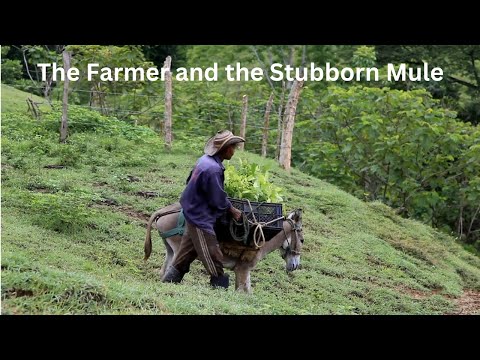 A small Story with smooth video (The Farmer and the Stubborn Mule)