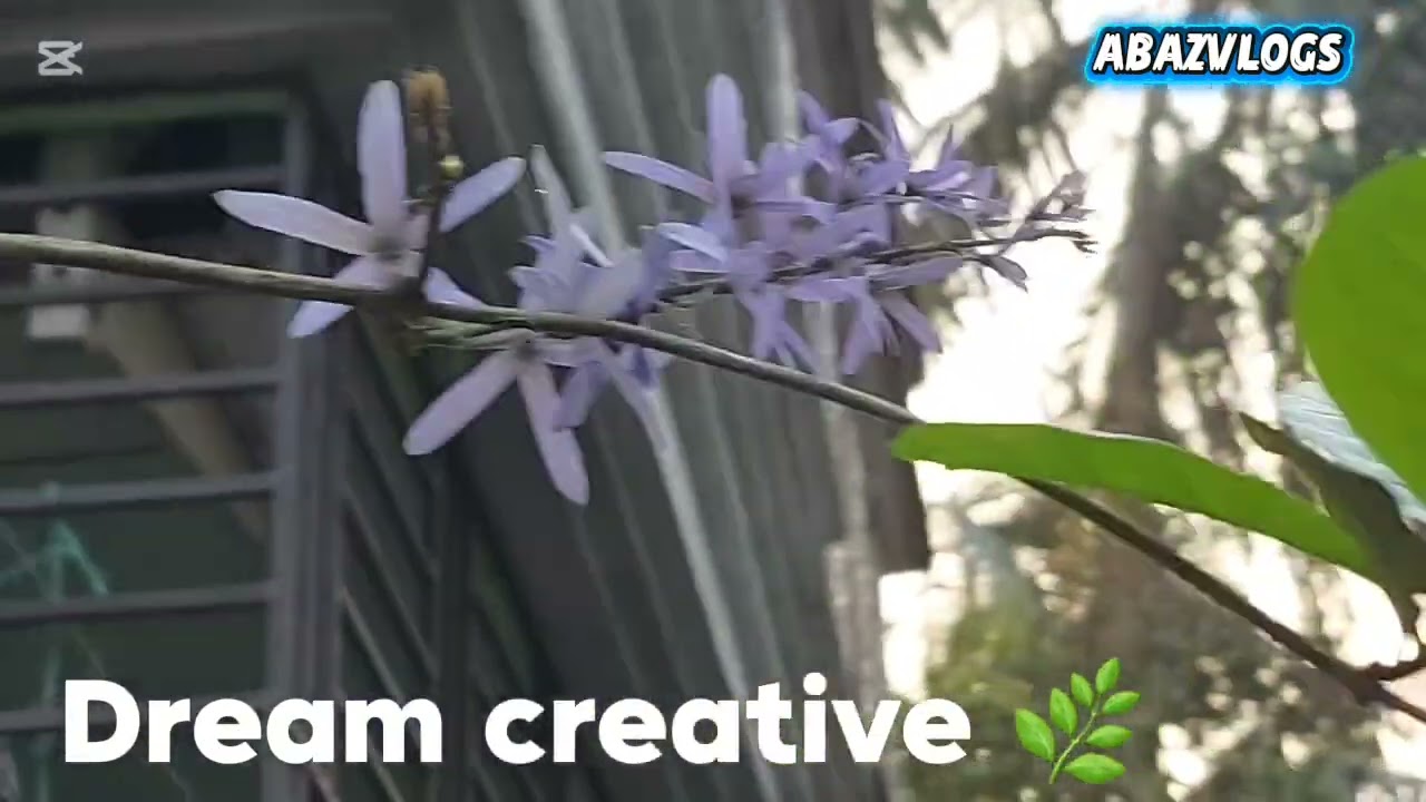 Nilmoni lota || Dream creative garden || ABAZVLOGS || 14'th march '26