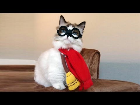 Tabby Potter: Munchkin Moggy Becomes Online Celebrity