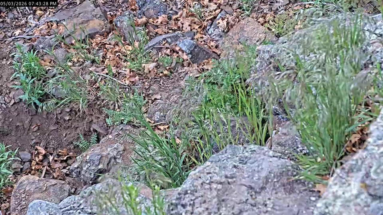 Colorado RattleCam Livestream – Live Wildlife Webcam