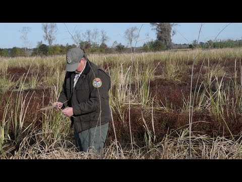 SCDNR Category I Waterfowl Area Update