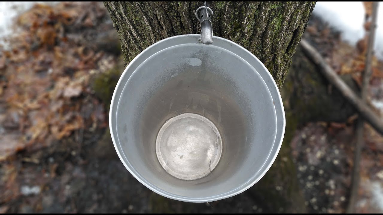 How to Tap Maple Trees & Collect Sap (Part 1)