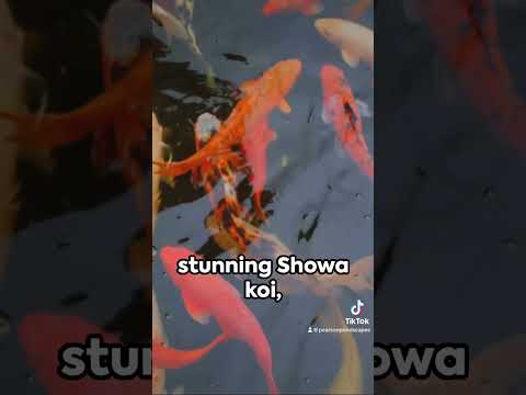 Koi Colors and Their Meaning #koi #butterflykoi #fish #japan