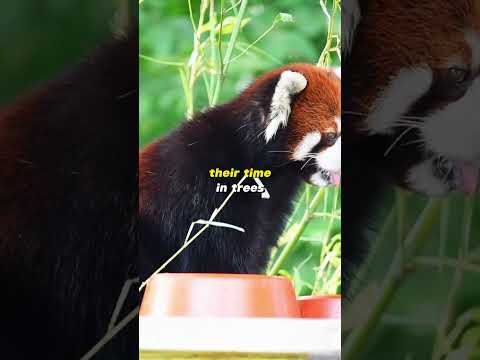 5 Amazing Facts About Red Panda #facts #fact #redpanda #panda