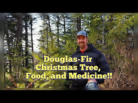 Douglas Fir Identification - More than Just a Christmas Tree; It's Edible and Medicinal!