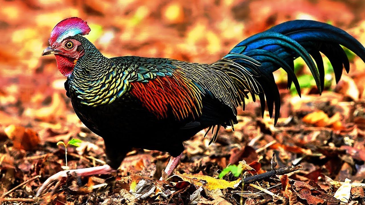10 Most Beautiful Chickens In The World