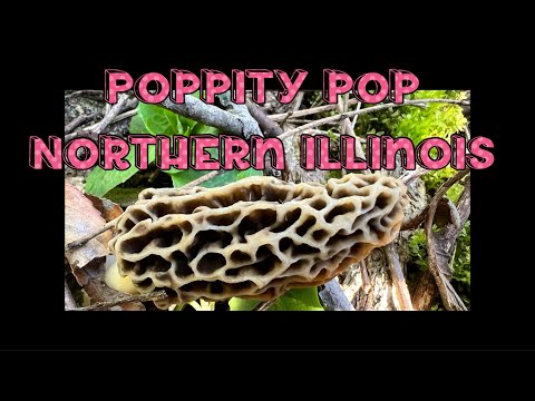 Poppity Pop Northern Illinois 2023 Morel Mushrooms #morelmushroomhunting, #foraging, #morelmushrooms