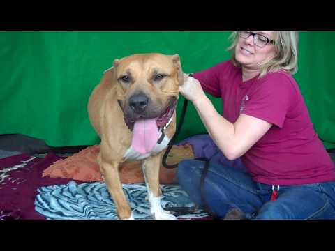 A5056450 Sarge