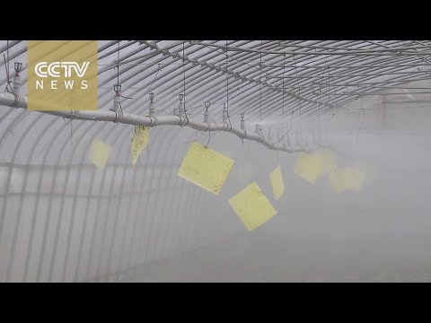 Technology changing traditional farming in China — 20150612