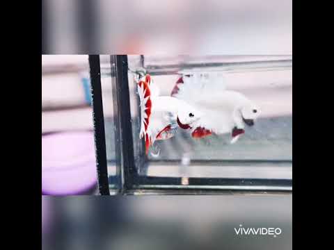 (PS-731) Red Dragon Fancy Plakat Male Betta